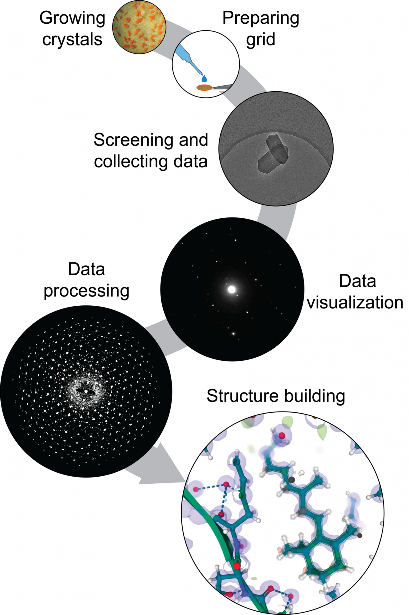 MicroED/3DED workflow | Gatan, Inc.